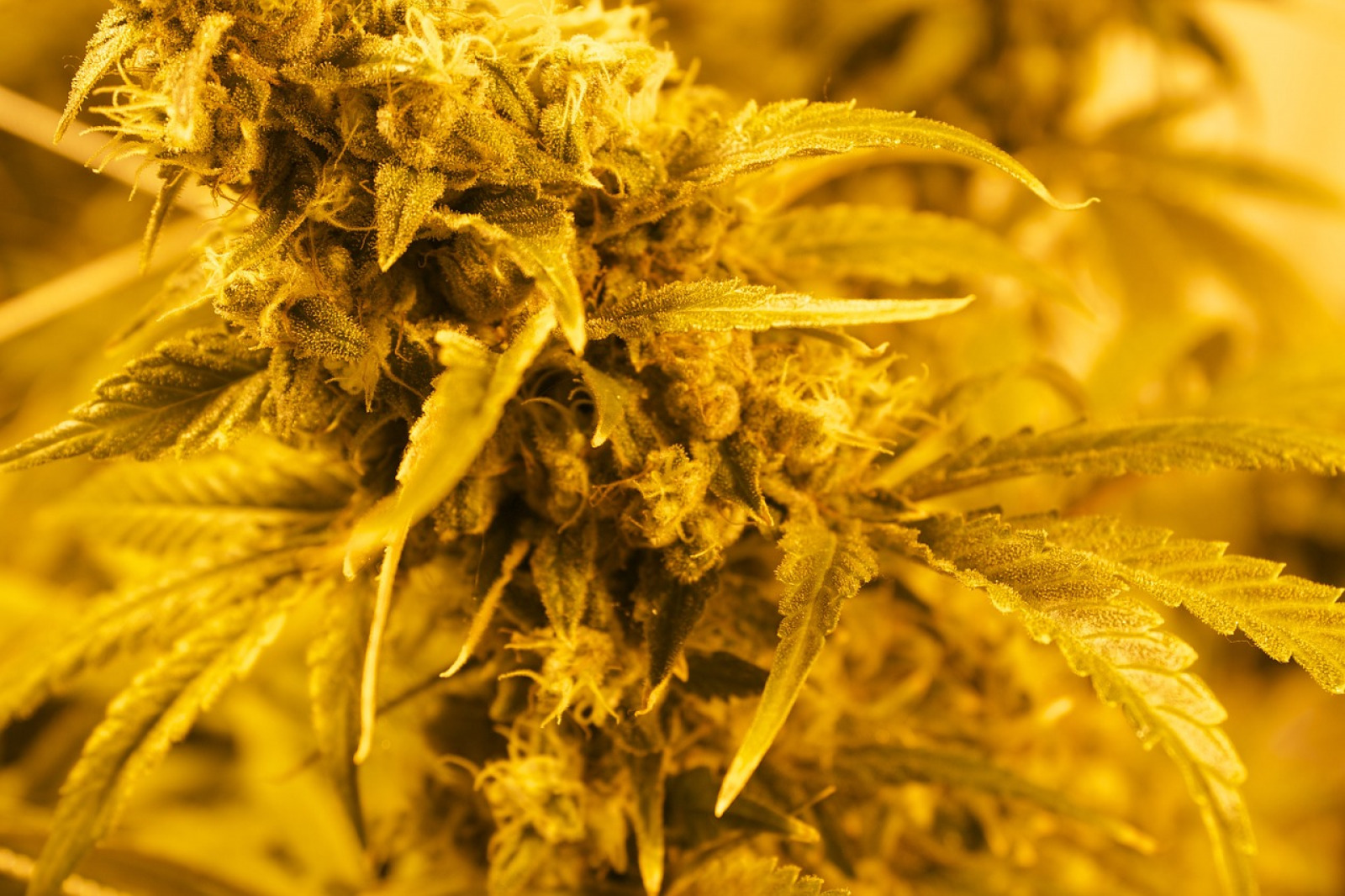 Frias För Narkotikabrott Bara Cannabis Hjälpte Mot Smärtan Fria Tider